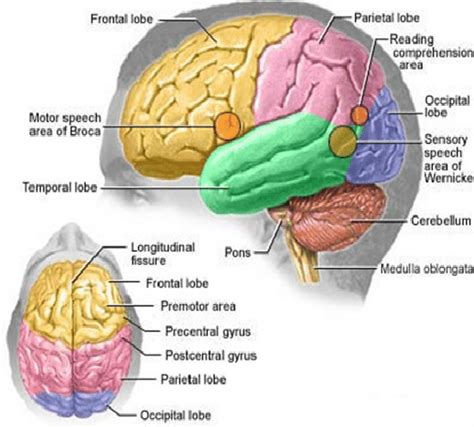 Cerebral Cortex Lobes