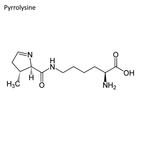 Skeletal Formula Of Pyrrolysine 11159440 Vector Art At Vecteezy