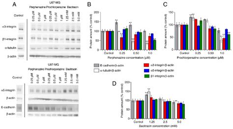 Western Blot Analysis And A Graph Of The Relative Amounts Of Selected Download Scientific