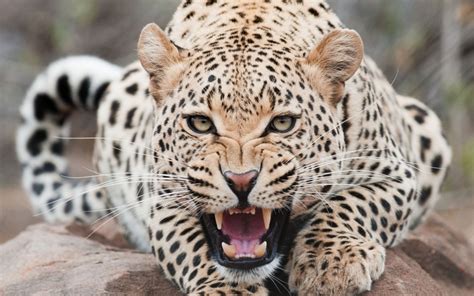 A Leopard Can T Change It S Spots Memes Imgflip