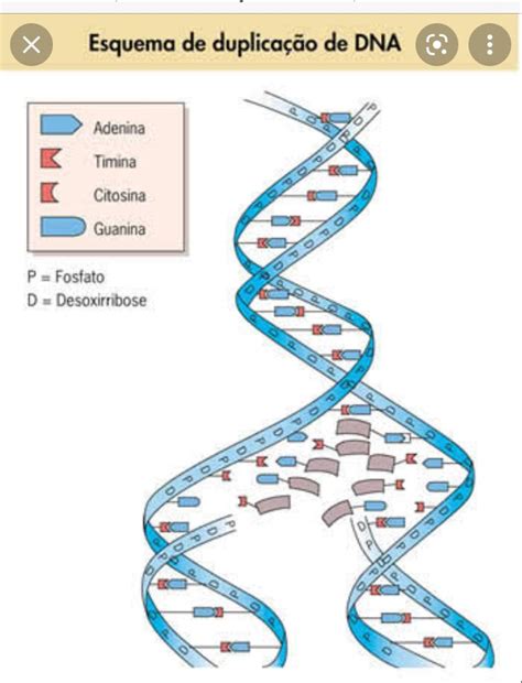 Mapa Mental De Gen Tica Humana Esquema De Duplica O Do Dna Gen Tica
