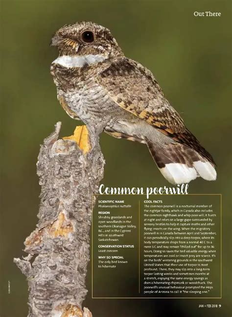 Common Poorwill In Flight