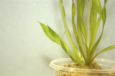 Купить Валлиснерию спиральную (Vallisneria spiralis)