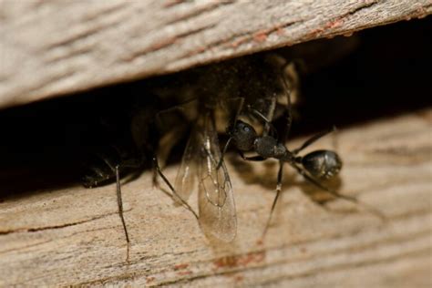 Do Bees Eat Other Insects A Common Misconception Revive A Bee