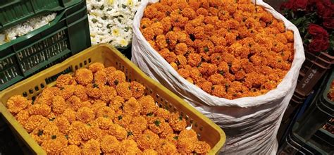Zendu At ₹ 80 Kilogram Marigold Flower In Pune Id 23042148088