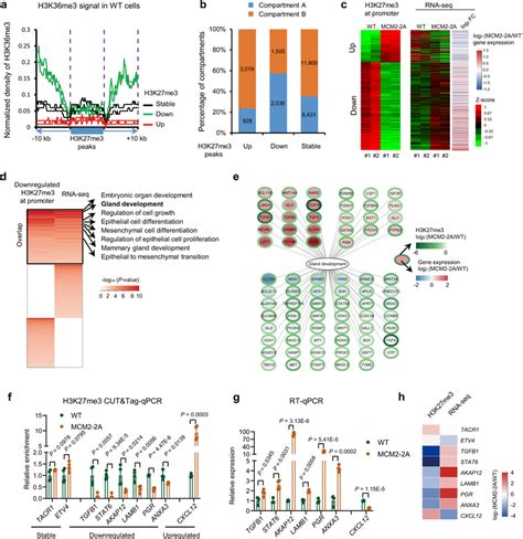 Mcm2 2a Mutation Leads To H3k27me3 Reprogramming And Derepression Of