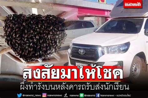 ข่าว Like สาระ ฮือฮา ผึ้งทำรังหลังคารถนักเรียน เจ้าของฝันดี งวดนี้