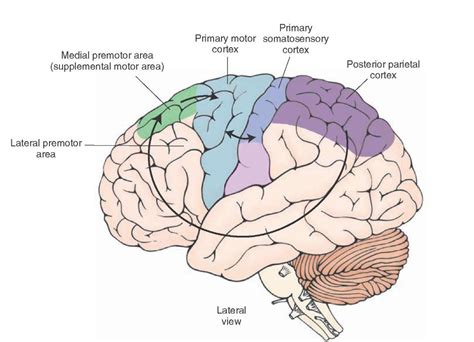 Human Physiology