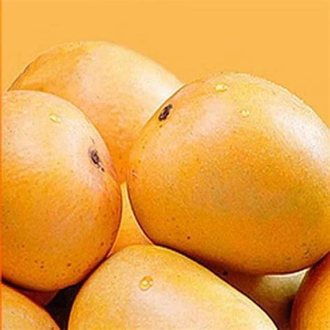 Alphonso Mangoes Fresh Alphonso Mango Wholesale Supplier From Mumbai