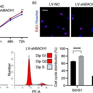 The Downregulation Of BACH1 Impeded The Proliferation And Induced Cell