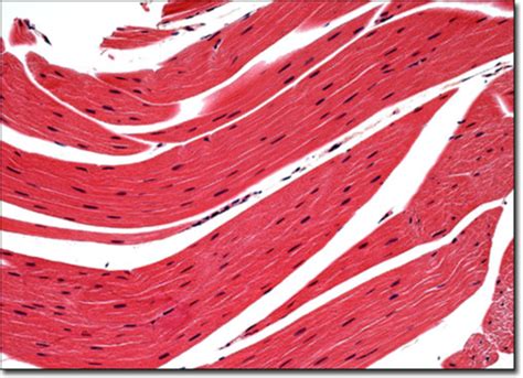 Ib Biology Hl Flashcards Quizlet