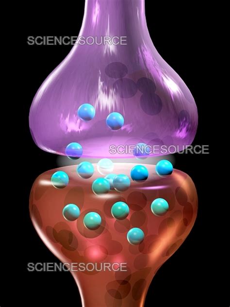 Artwork Showing A Nerve Synapse Stock Image Science Source Images