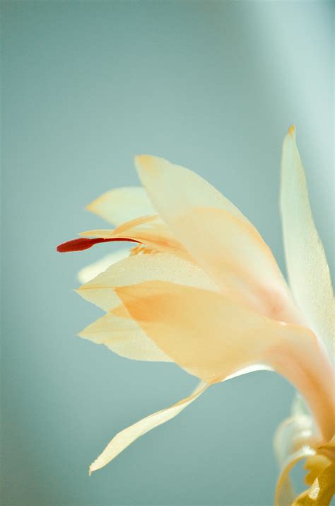파란색 배경에 부드러운 꽃잎과 꽃이 만발한 꽃 · 무료 스톡 사진