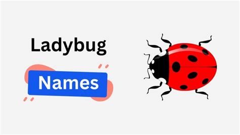 360 Ladybug Names In Cute Funny Famous And Scientific Categories