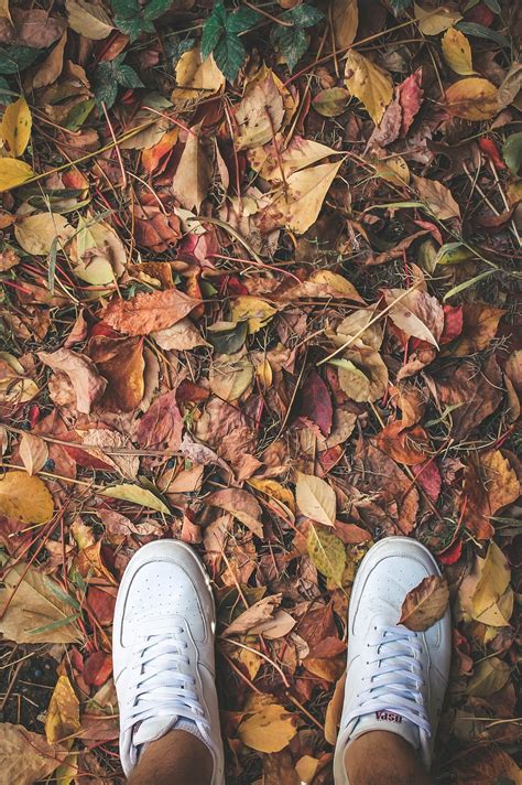 叶子 秋天 树 Pixabay上的免费照片 Pixabay