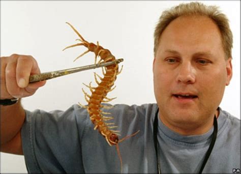 10 Interesting Centipedes Facts My Interesting Facts