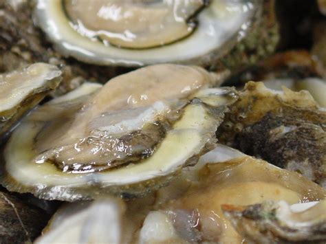 28 Types Of Oyster Color