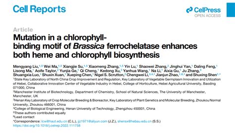 申书兴教授团队揭示叶绿素与血红素合成新机制 Dbrfc 研究 蛋白