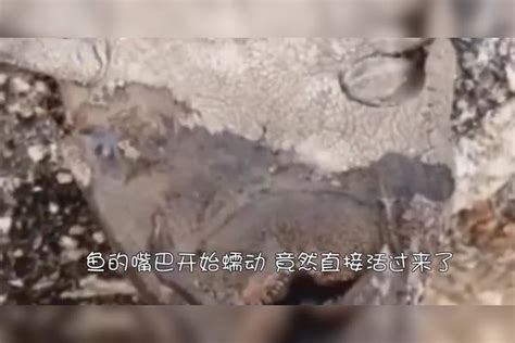 一条鱼被暴晒成“鱼干”，往鱼嘴里倒一点水，竟然直接活过来了！