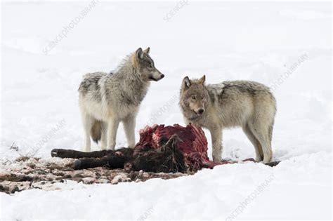 Wolves Feeding On Bison Carcass Stock Image C0591967 Science
