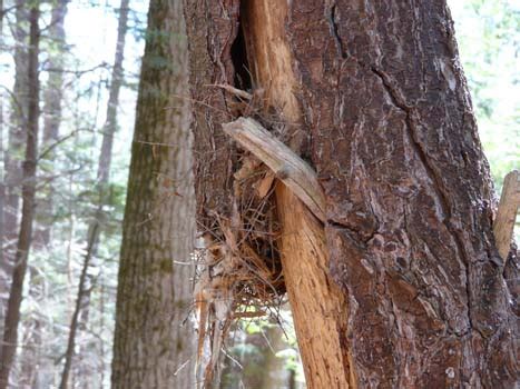 2010 Find Of The Month Orillia Naturalists Club