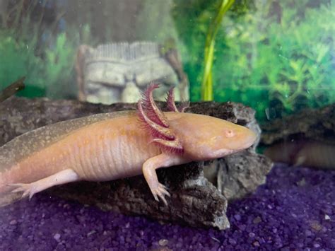 Ajolote Albino Axolotl Wikipedia