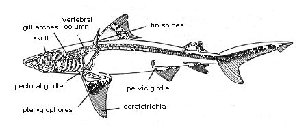 Shark Skeleton Diagram Teal Shark Skeleton Poster For Sale By