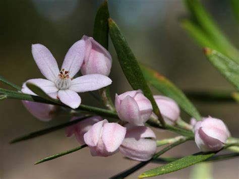 Philotheca Australasius Gardensonline