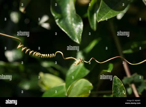 Two Passion Flower Tendrils Locked Together Almost Like Holding Hands