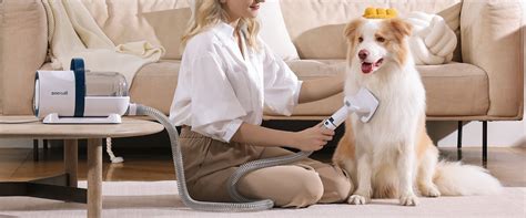 How Often Should You Groom Your Dog Oneisall