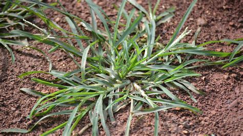 Why You May Want To Think Twice Before Using Herbicides To Get Rid Of