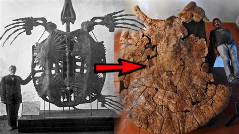 Unbelievable Find Car Sized Turtle Fossil From Prehistoric Times