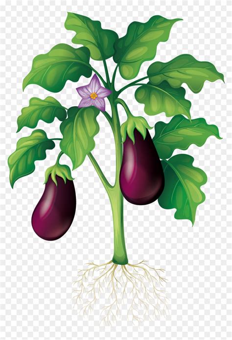 Eggplant Images Clip Art 19 Free Cliparts Download Images On