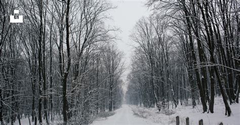 잎사귀 없는 나무 옆 눈 덮인 산책로 사진 Unsplash의 무료 회색 이미지