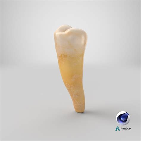 Premolar Lower Jaw 01 3d Model Turbosquid 1512984