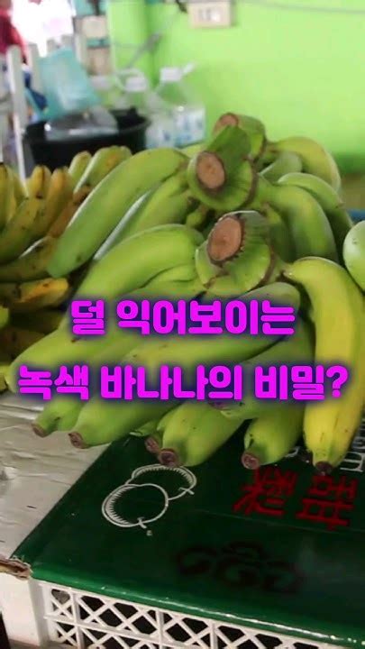 바나나 익혀서 드시지 마세요 Youtube