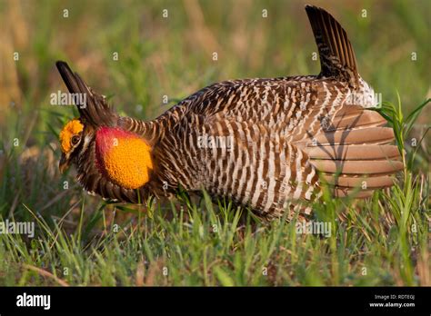00842 04411 Greater Prairie Chicken Tympanuchus Cupido Male Booming
