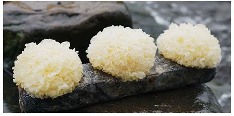 Foods | Free Full-Text | The Effects of Tremella fuciformis ...