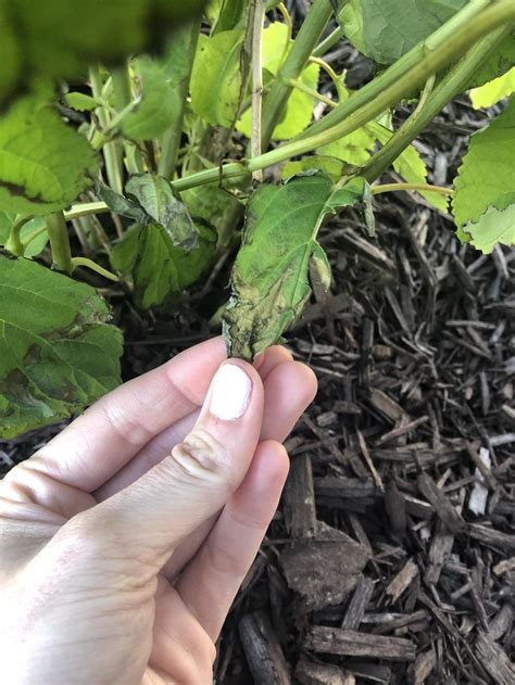 Hydrangea Root Rot In The Ask A Question Forum