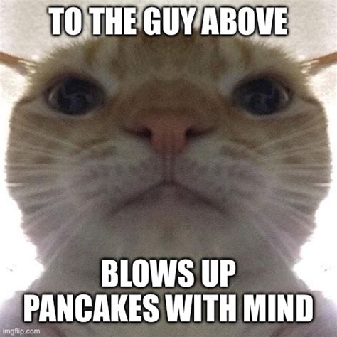 Image Tagged In Staring Catgusic Imgflip