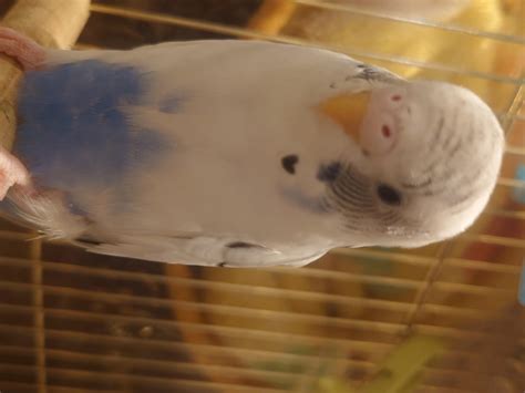 頬にハートマークのついたインコ探してます
