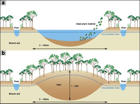 Schematic Cross Section Through A Typical Tropical Peat Dome In