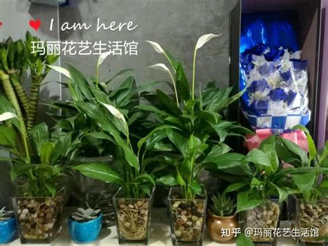 容易养活并且能开花的植物有哪些？听听花艺师怎么说 知乎
