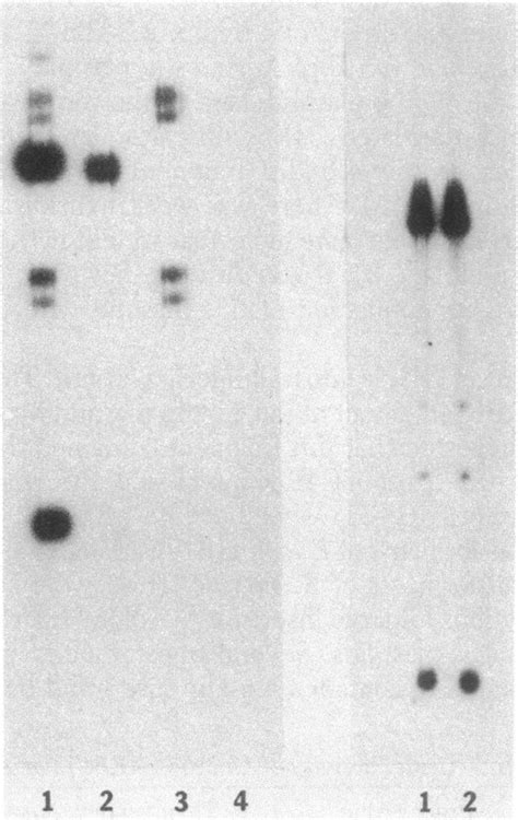 comparison between low and high stringency dna dna hybridization of