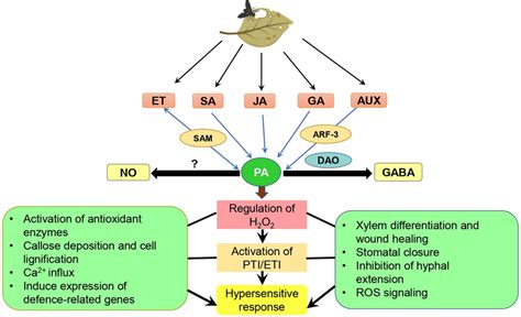 Signaling Cascades Induced By Polyamines And Their Crosstalk With Plant