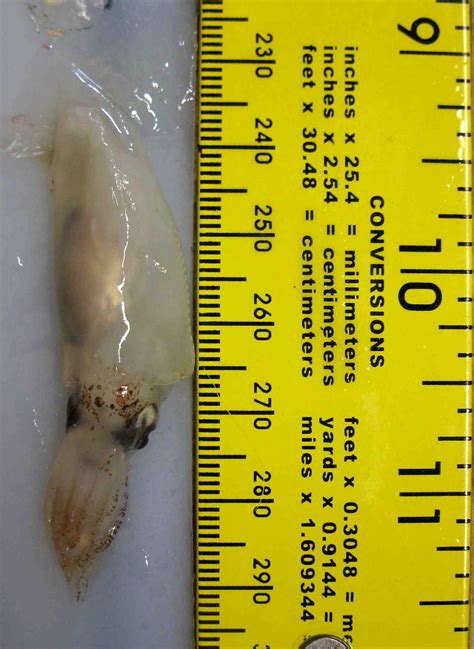 Blog 7 812010 Noaa Teacher At Sea Blog Blog 7 812010 Noaa Teacher At Sea Blog