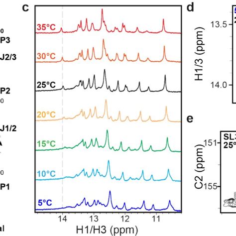 7sk Rna Sl3 Construct Design And Nmr Evidence Of Conformational Download Scientific Diagram
