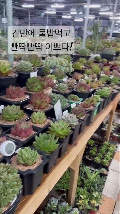 다육이의 계절이 돌아왔어요 창들 물주기 시작했어요 ㅎㅎ 다육이 다육이키우기 다육이물주기 가을다육 다육식물 Youtube