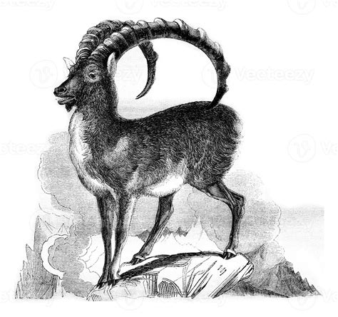 The Ibex, vintage engraving. 40111345 Stock Photo at Vecteezy