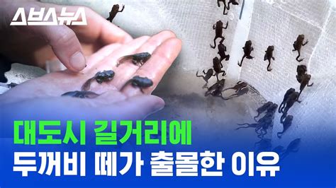 ※주의※ 무심코 밟았던 길 위의 까만 점 두꺼비였을 수도 있다고 스브스뉴스 Youtube